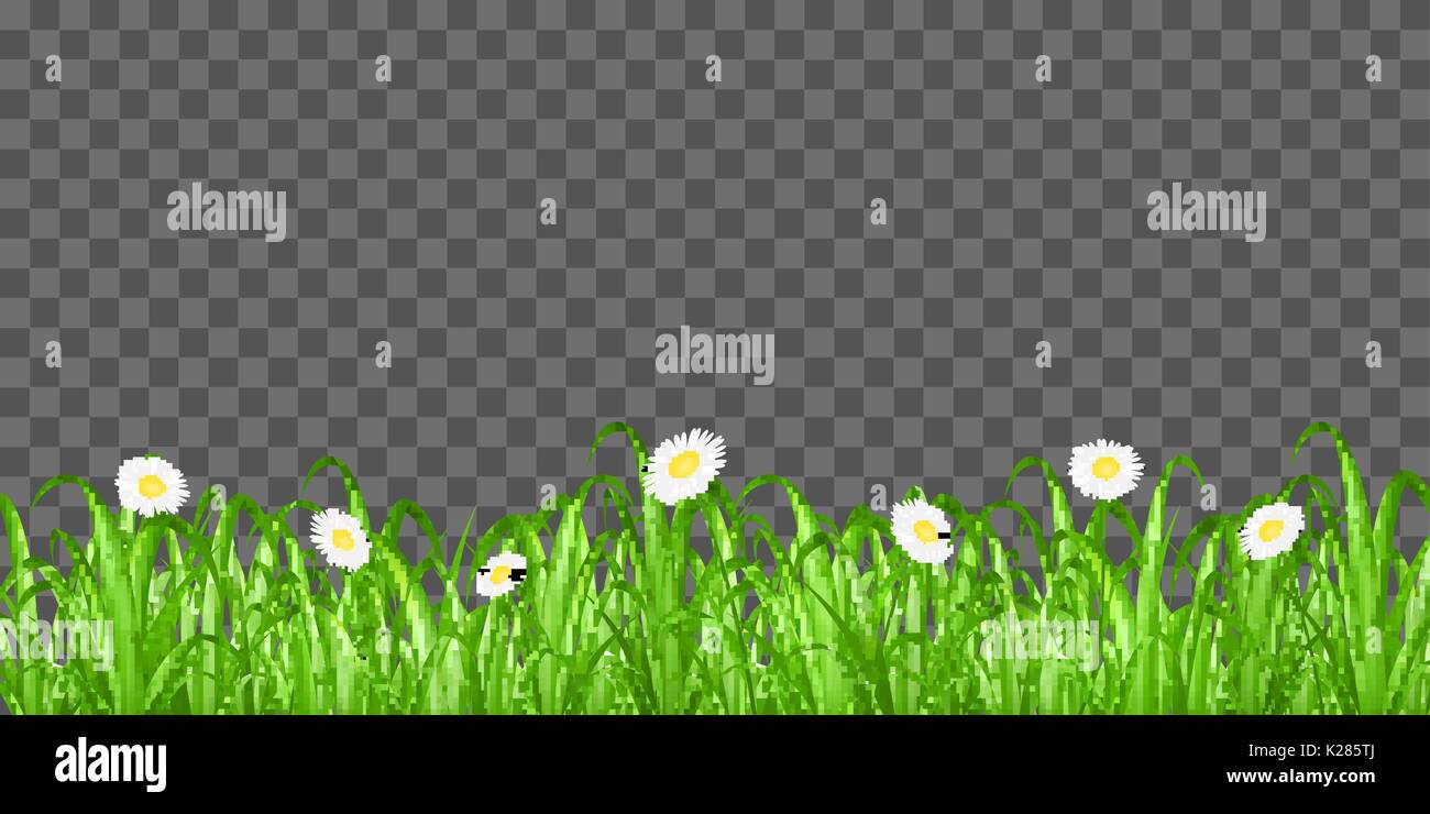 Daisy grass on lawn Stock Vector Images - Alamy