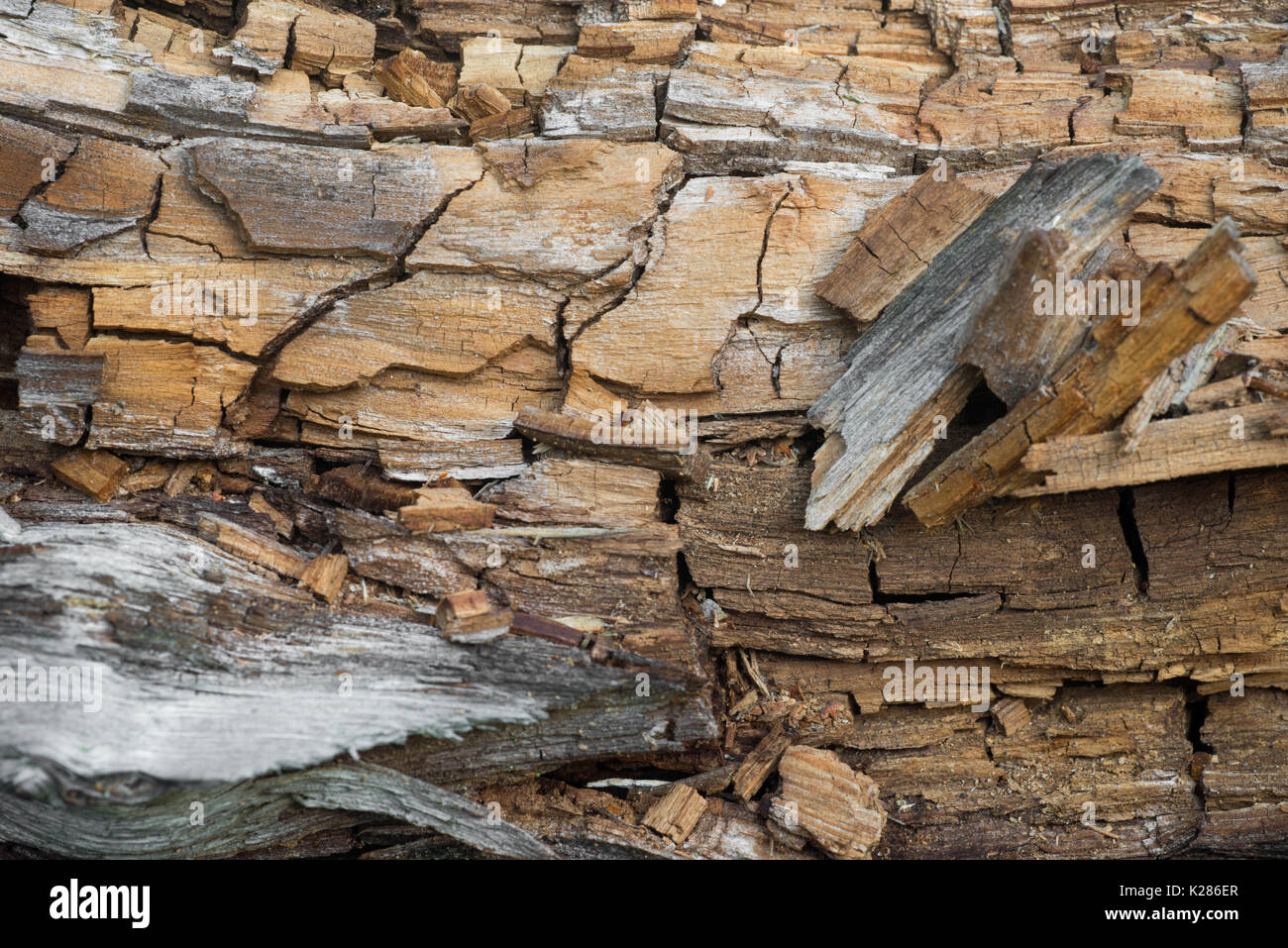 Rotten timber or wood hi-res stock photography and images - Alamy