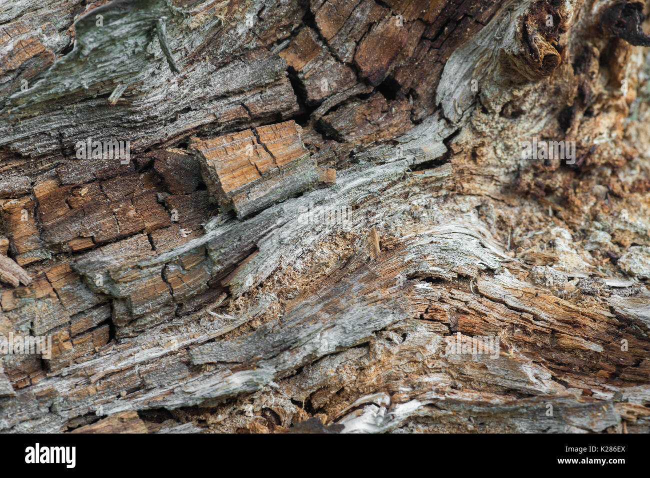 Rotten timber or wood hi-res stock photography and images - Alamy