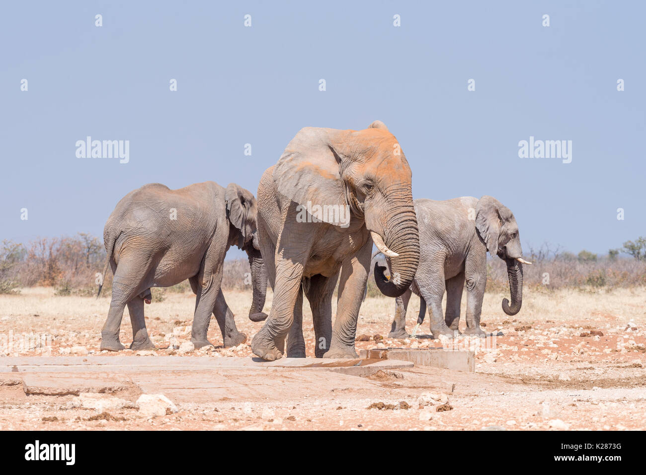 Three african bull elephants, Loxodonta africana, at the Rateldraf ...