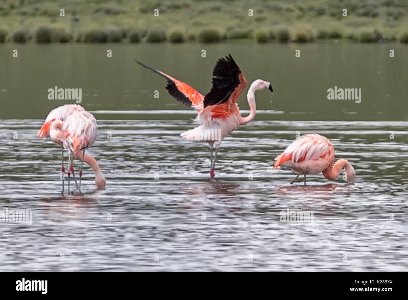 Andes flamingo hunt hi-res stock photography and images - Alamy