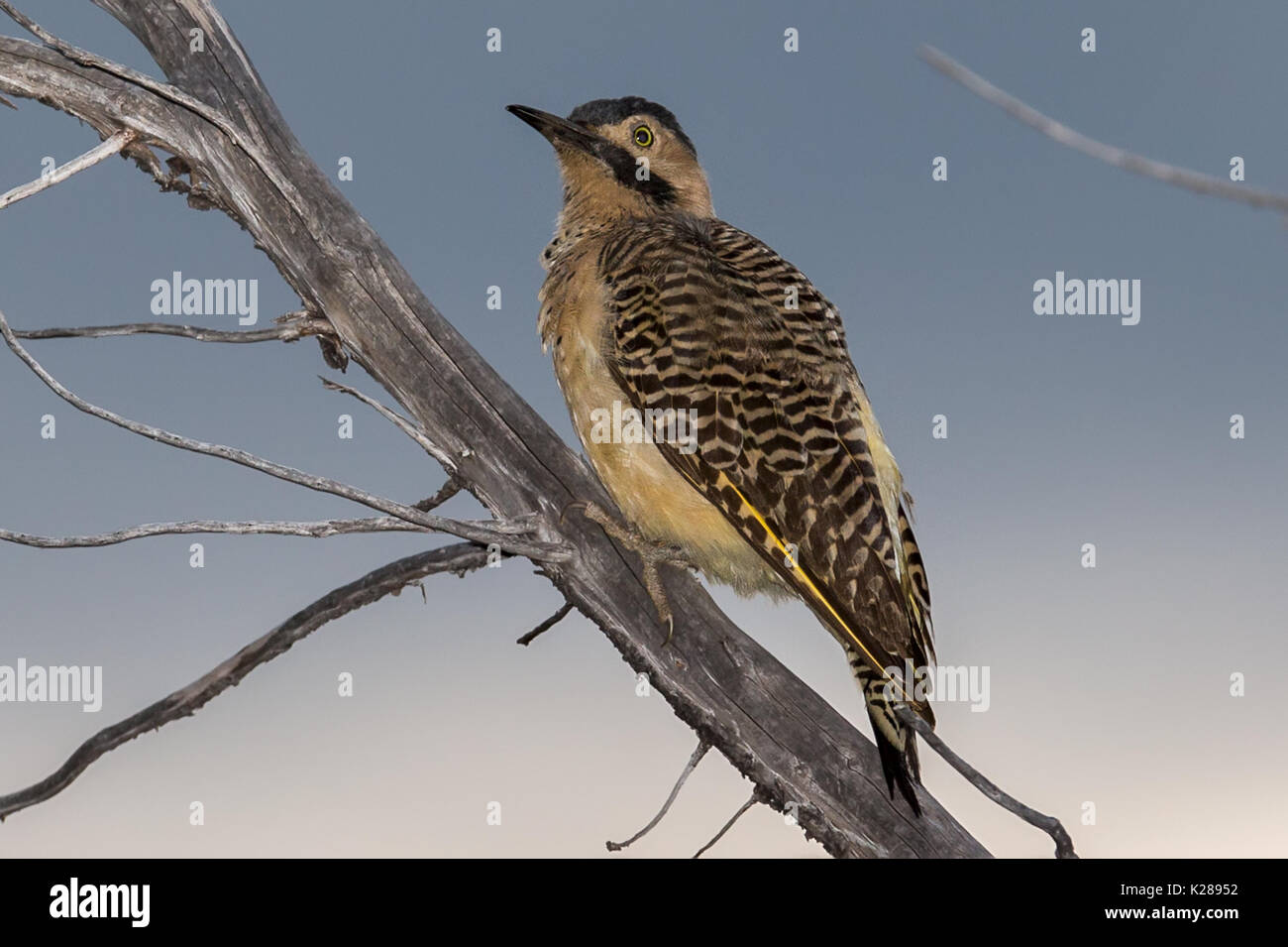 Southern Andean Flicker (Colaptes rupicola) Lake Titicaca Peru at dusk ...