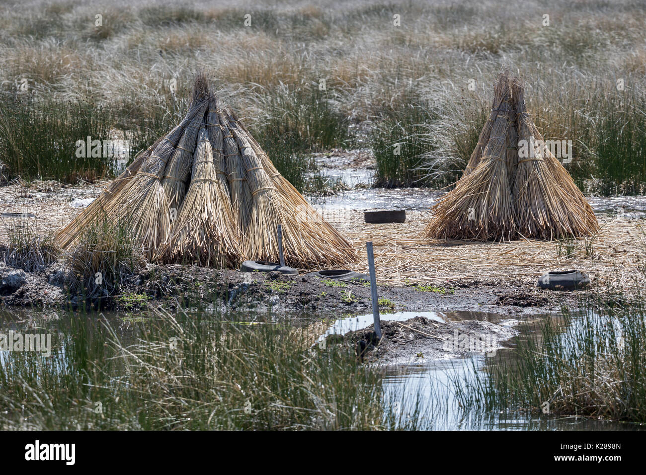 Totora reed drying in the sun from Uros floating Island made from ...