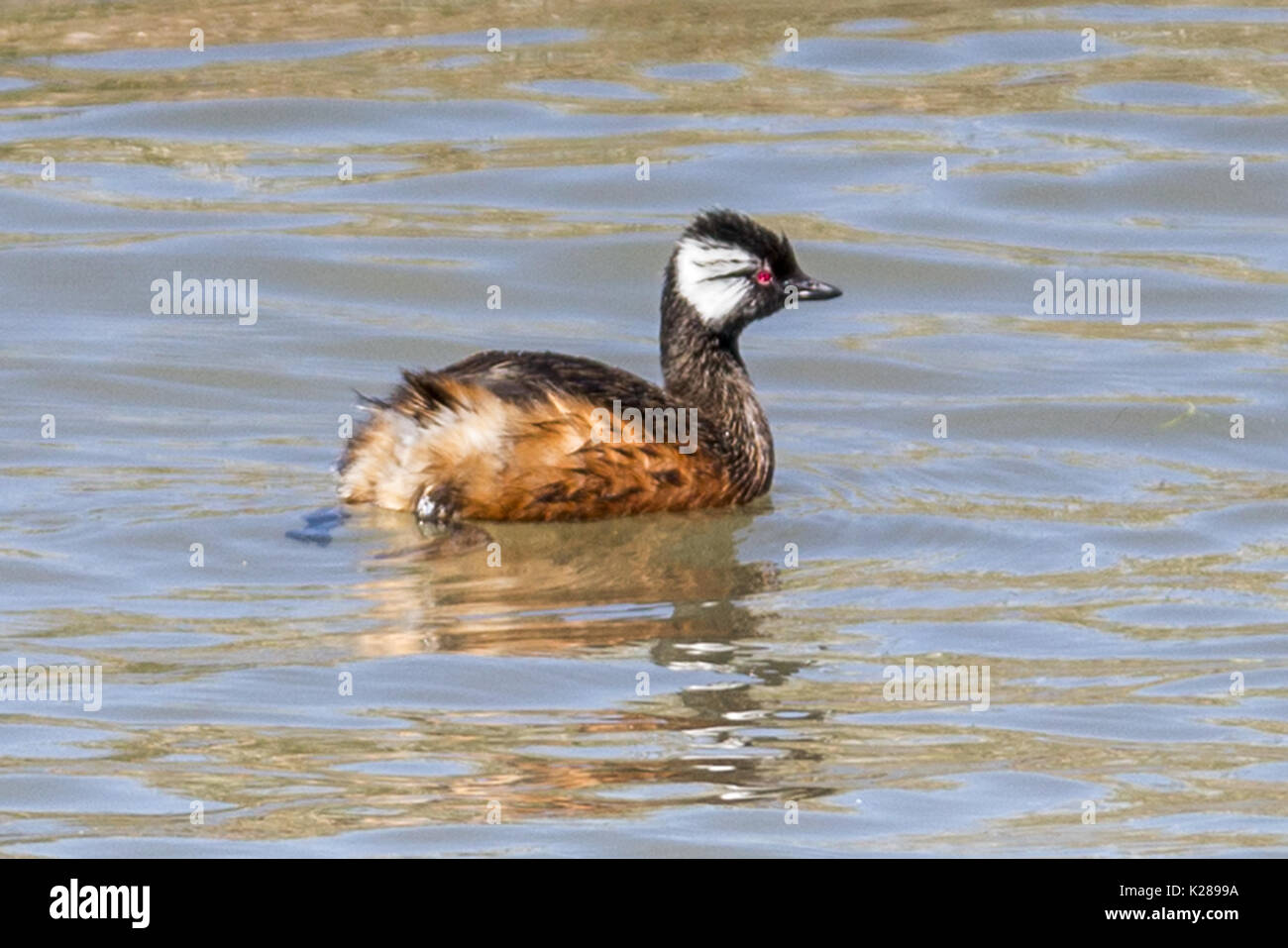 White-tufted grebe (Rollandia rolland), Lake Titicaca, Peru Stock Photo ...