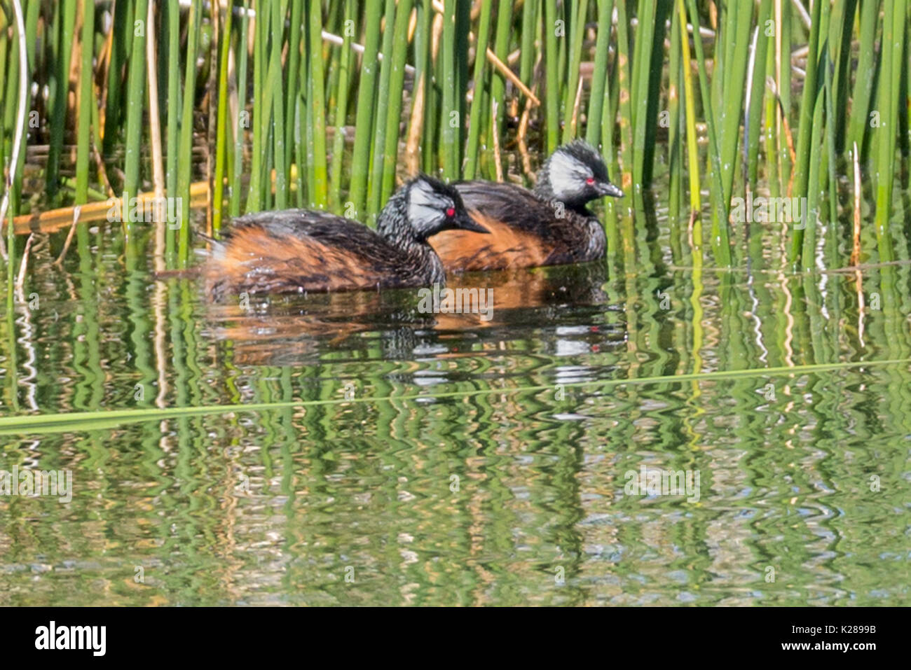 White-tufted grebe (Rollandia rolland) Lake Titicaca Peru Stock Photo ...