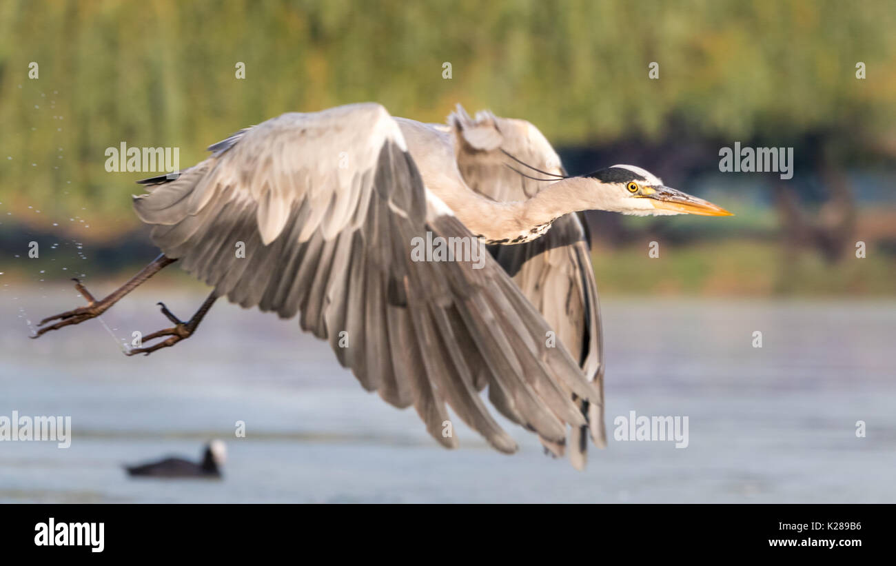 A grey heron, flying low over a lake in Busy Park, West London Stock ...