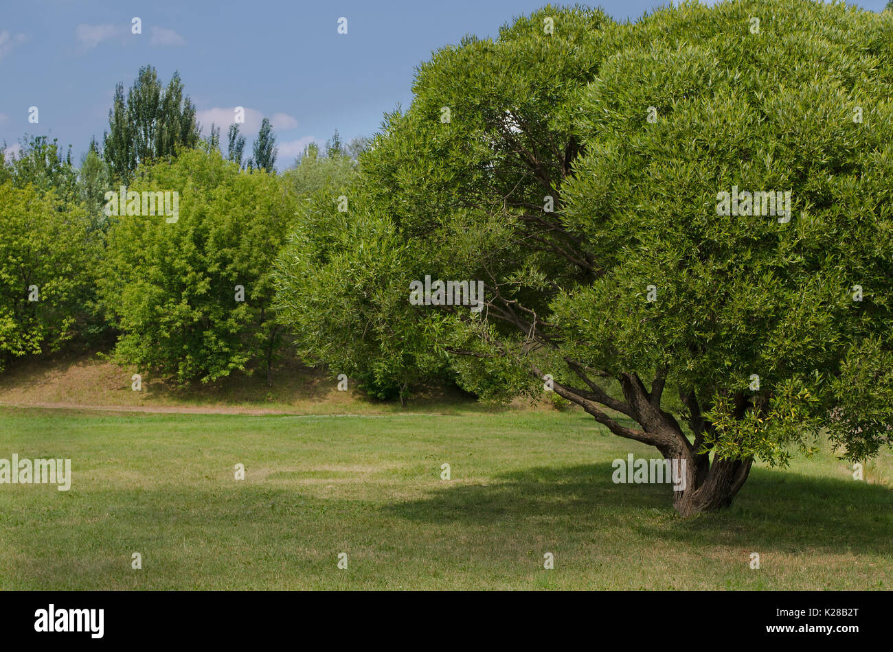 Blue sky, green grass and park in Moscow, Russia Stock Photo - Alamy