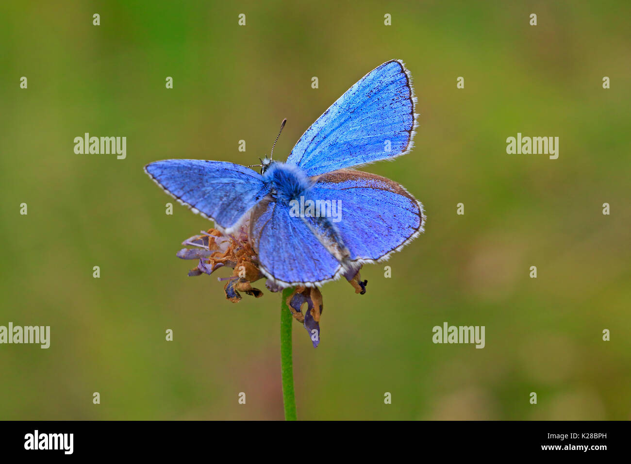 Adonis blue butterfly hi-res stock photography and images - Alamy