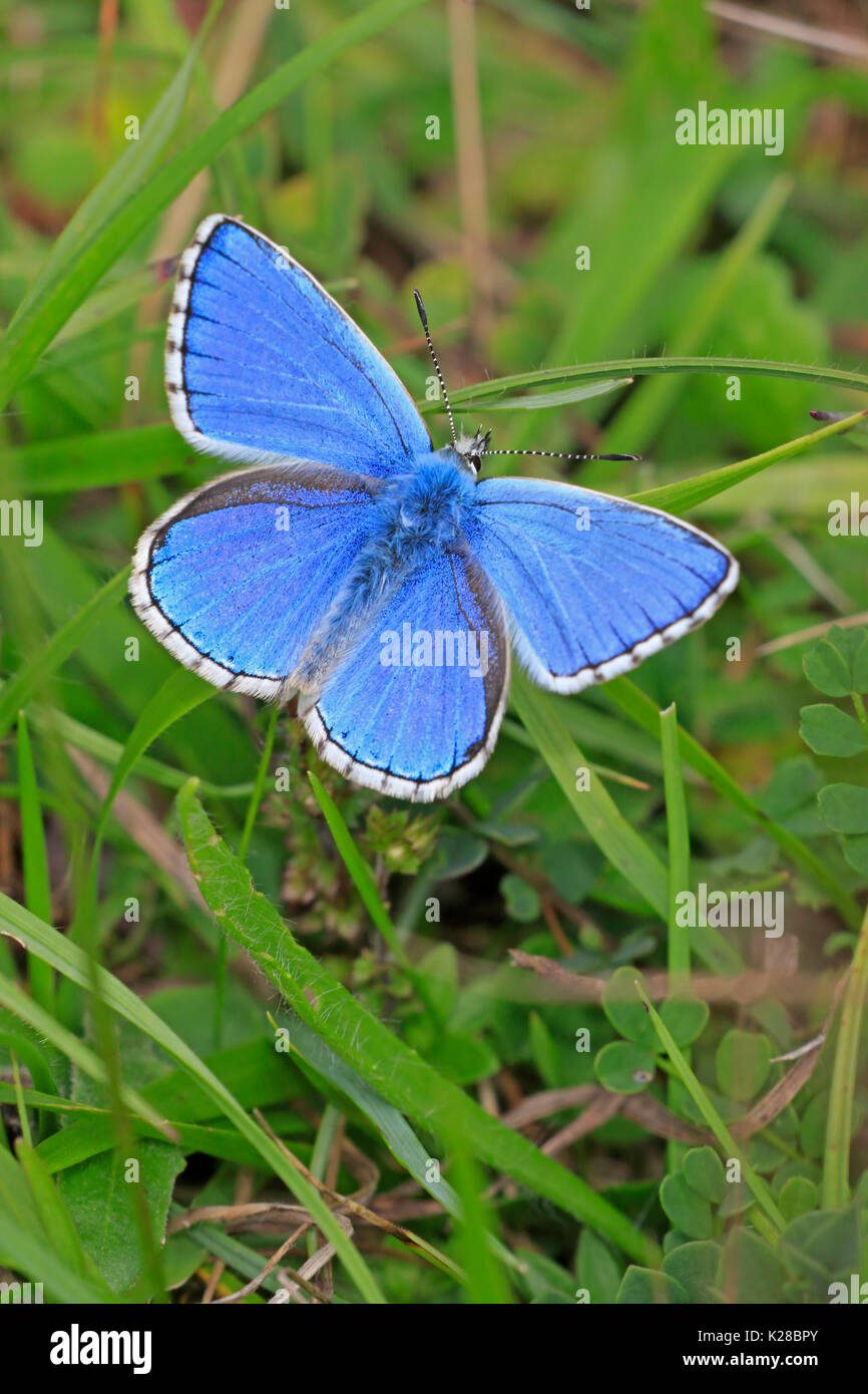 Male Adonis Blue Butterfly in the Cotswolds UK Stock Photo - Alamy