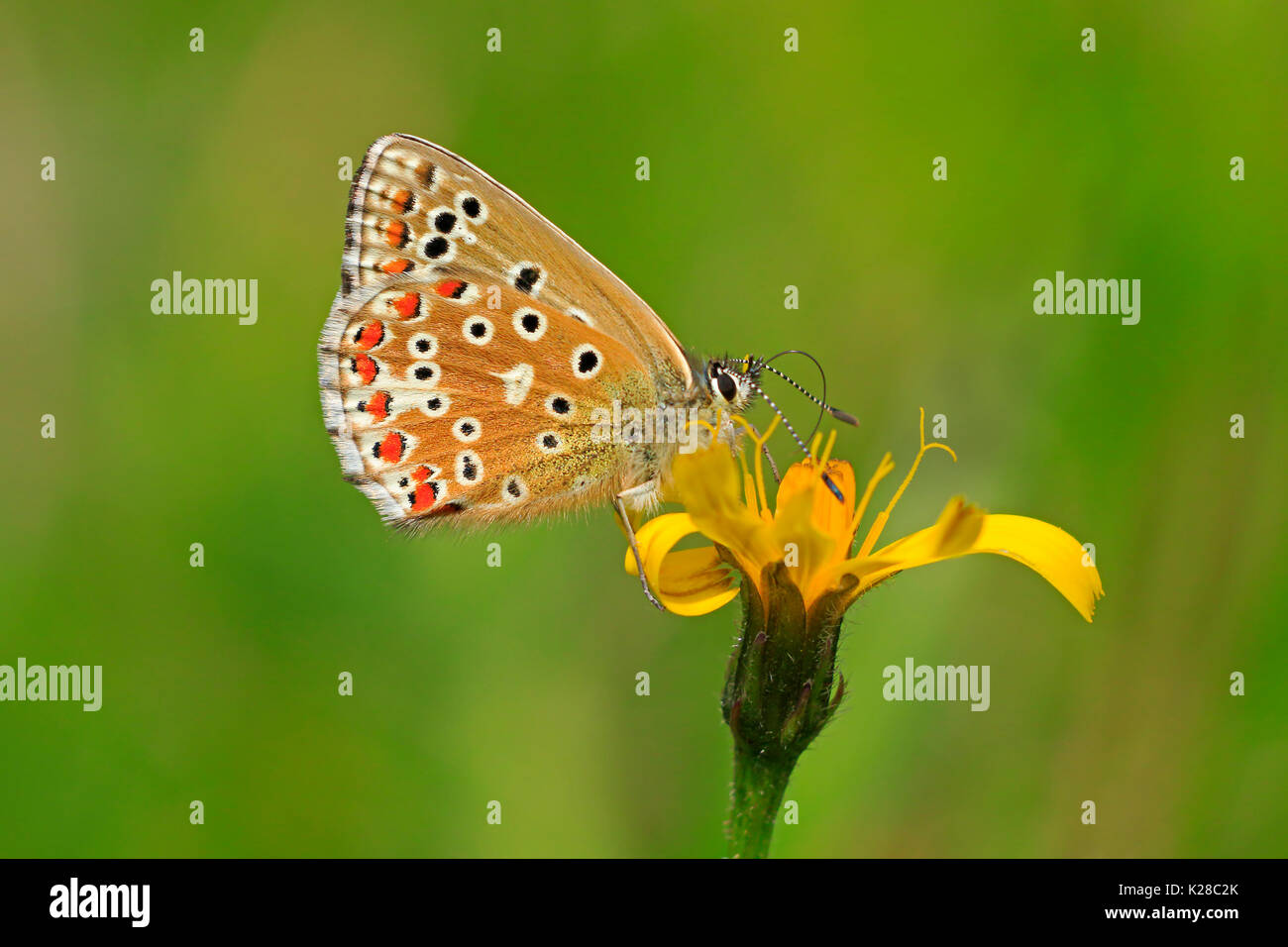 Perched Female Adonis Blue Butterfly in the Cotswolds UK Stock Photo ...