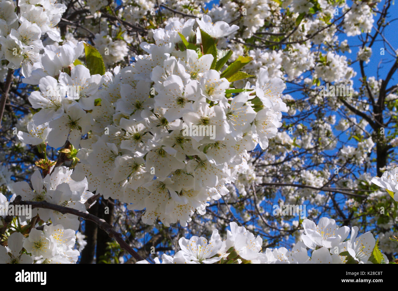 The cherry blossoming hi-res stock photography and images - Alamy