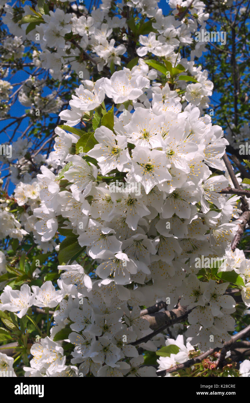 The cherry blossoming hi-res stock photography and images - Alamy
