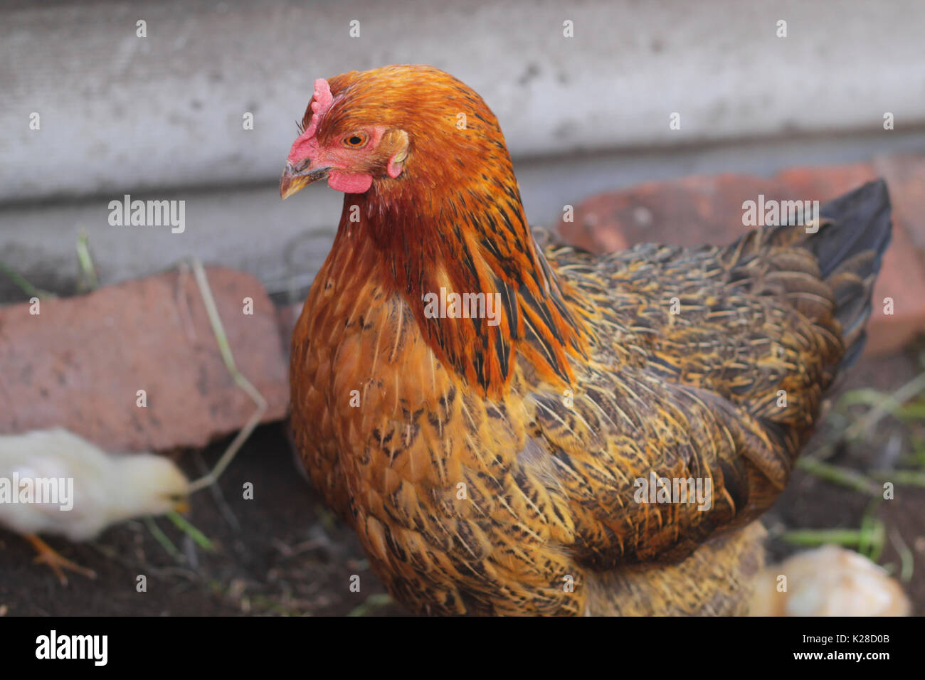 Chicken and hen in country yard - agricultural farm Stock Photo - Alamy