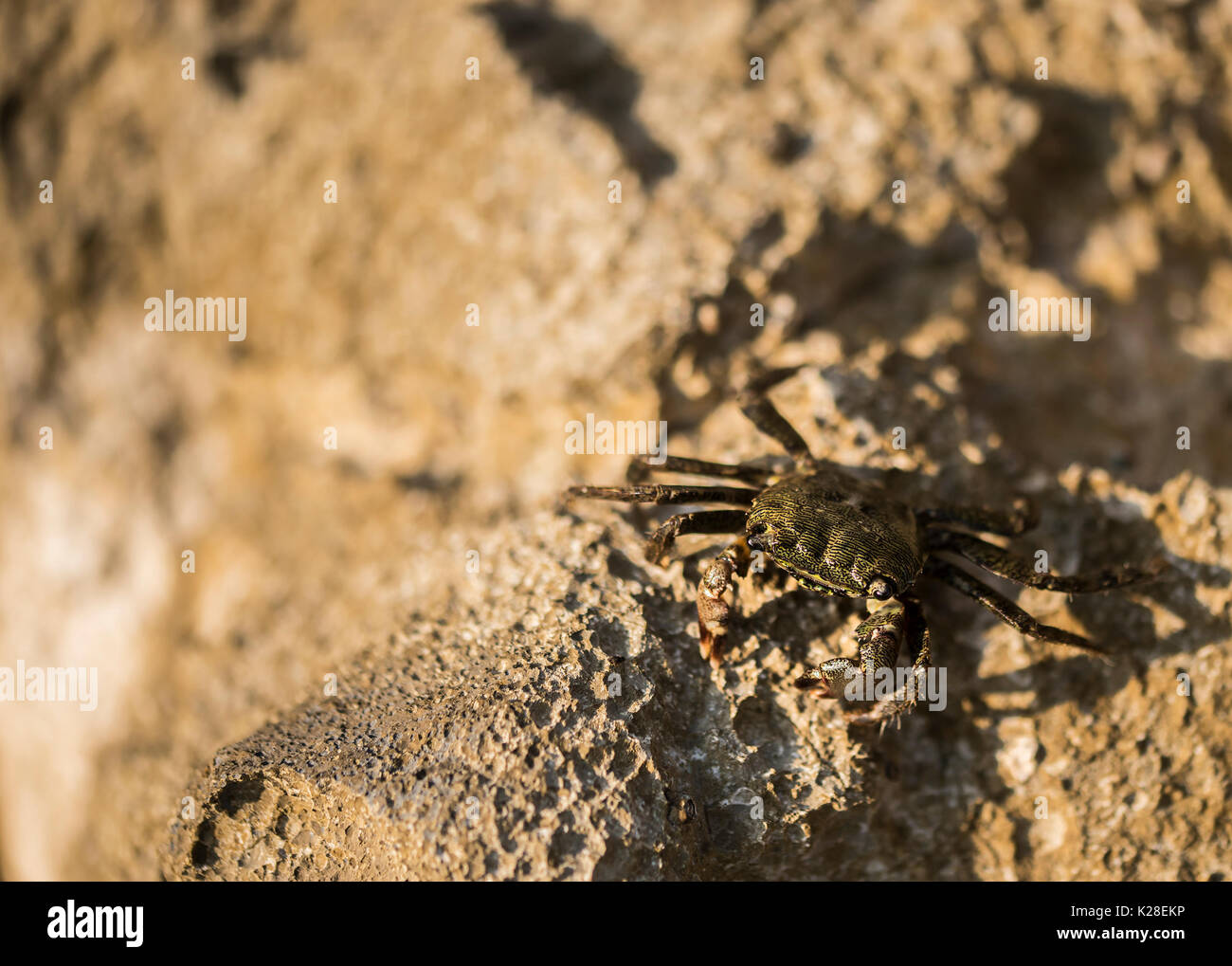 Small crab walking on a rock Stock Photo - Alamy