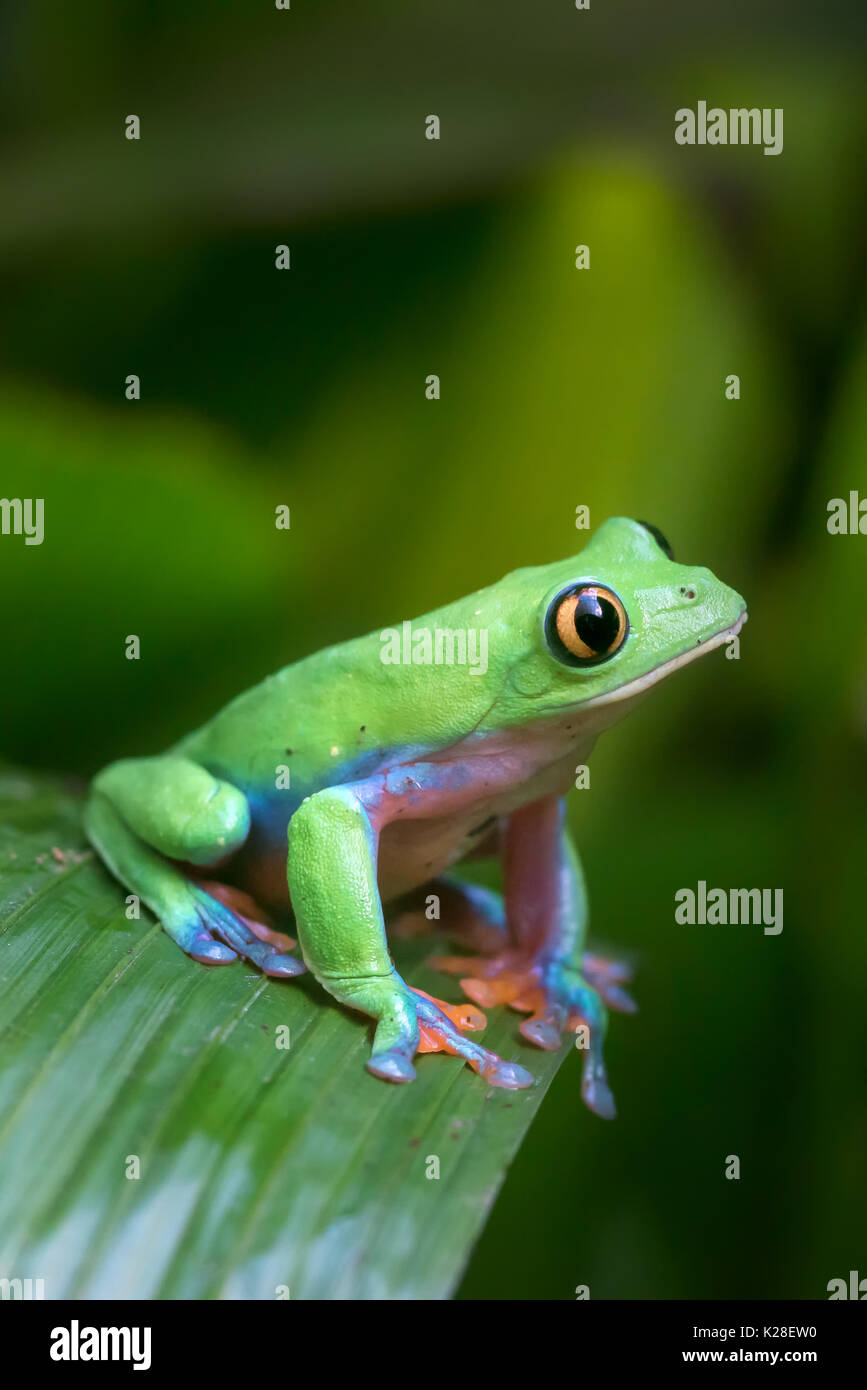 Golden-eyed Leaf Frog, “Agalychnis annae” from Costa Rica Stock Photo ...