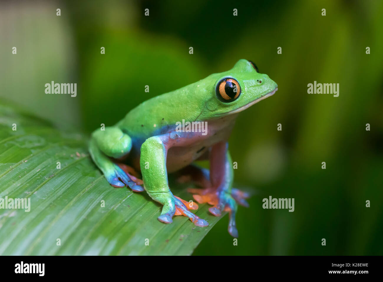 Golden-eyed Leaf Frog, “Agalychnis annae” from Costa Rica Stock Photo ...