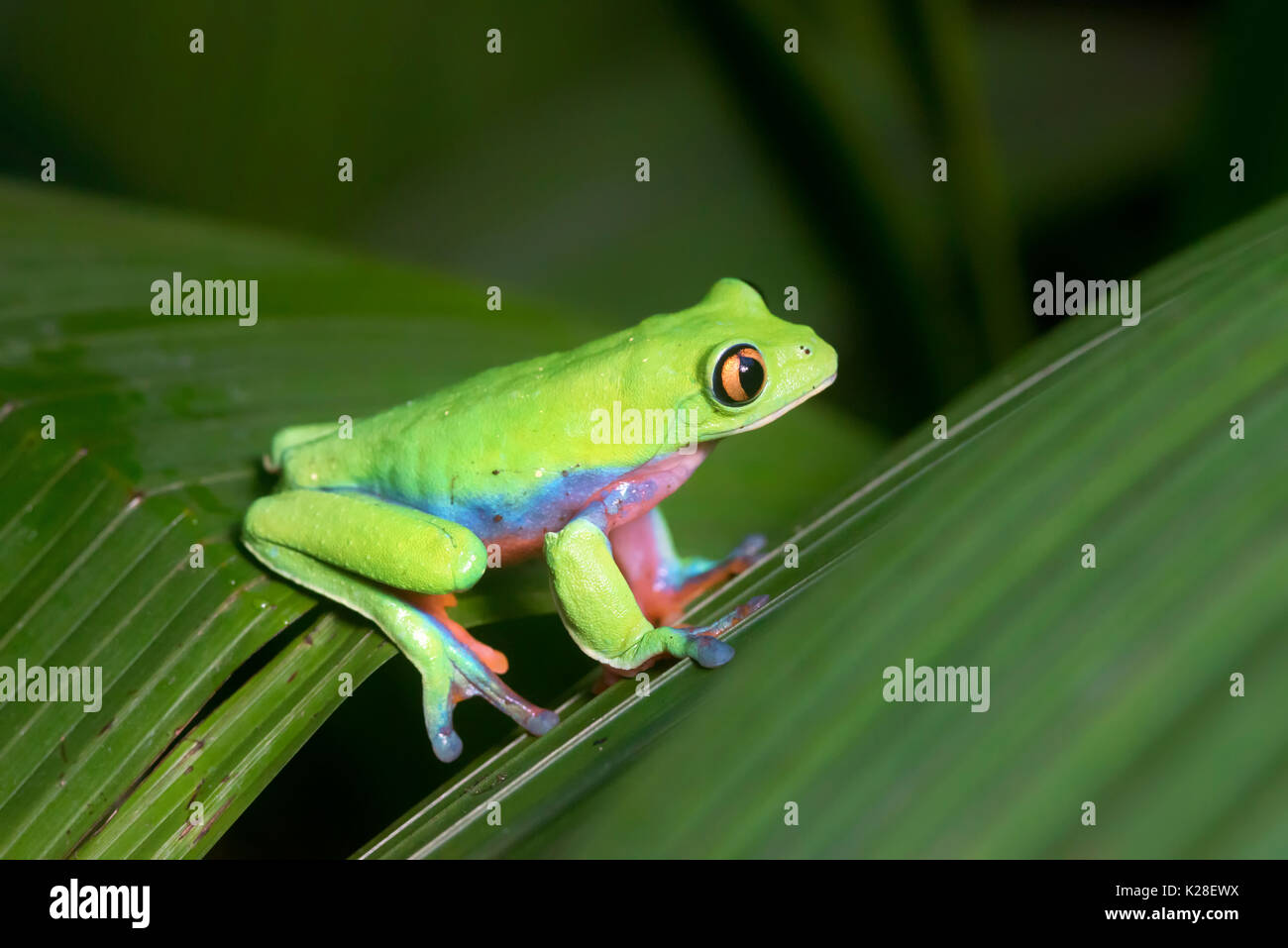 Golden-eyed Leaf Frog, “Agalychnis annae” from Costa Rica Stock Photo ...