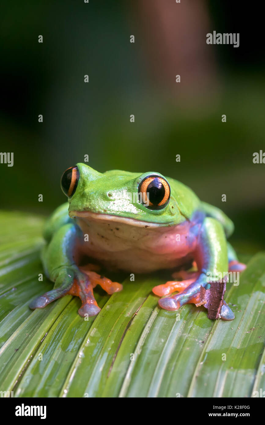 Golden-eyed Leaf Frog, “Agalychnis annae” from Costa Rica Stock Photo ...