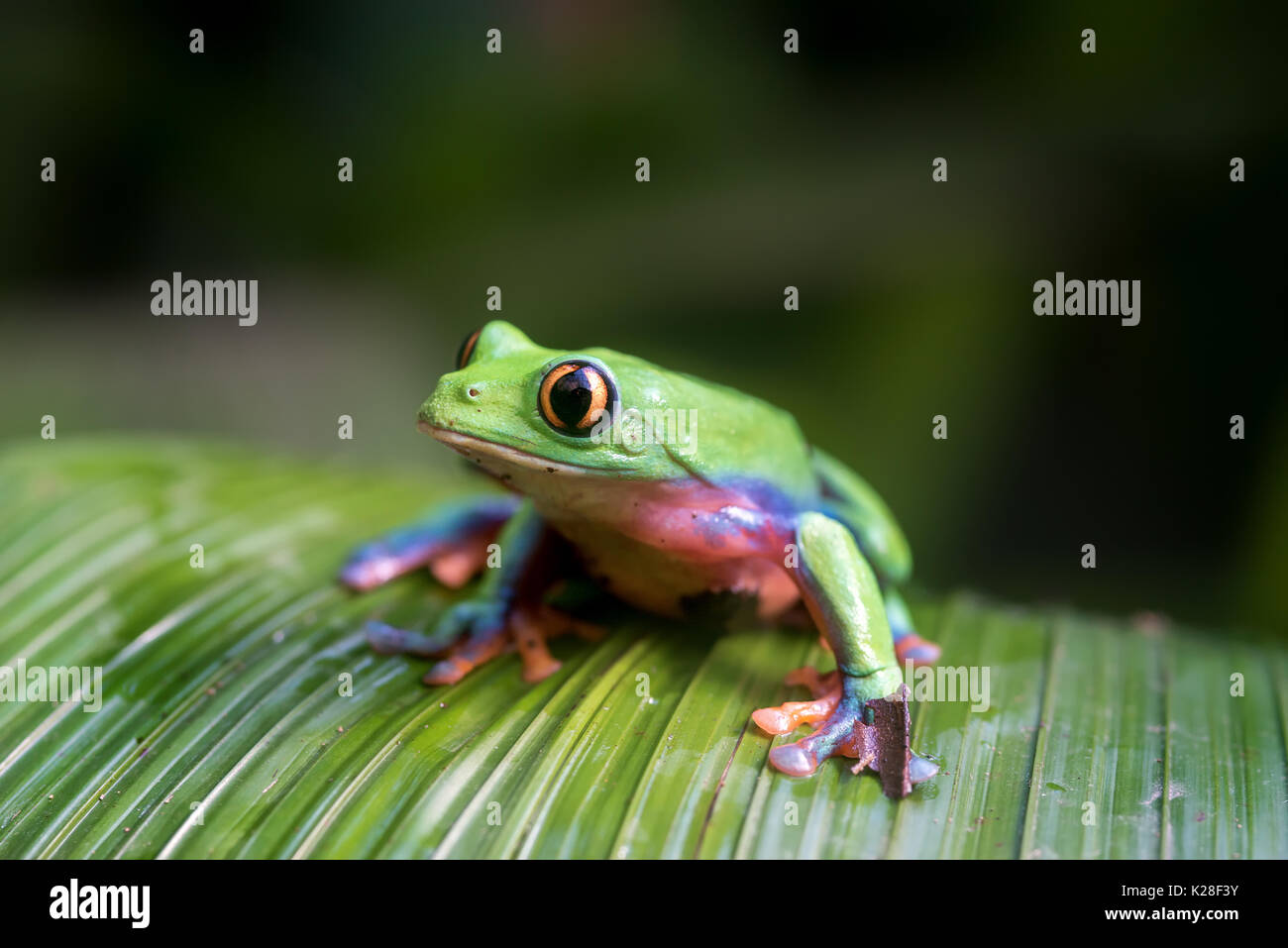 Golden-eyed Leaf Frog, “Agalychnis annae” from Costa Rica Stock Photo ...