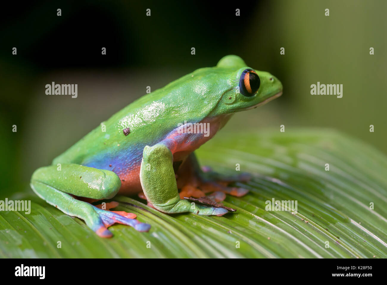 Golden-eyed Leaf Frog, “Agalychnis annae” from Costa Rica Stock Photo ...