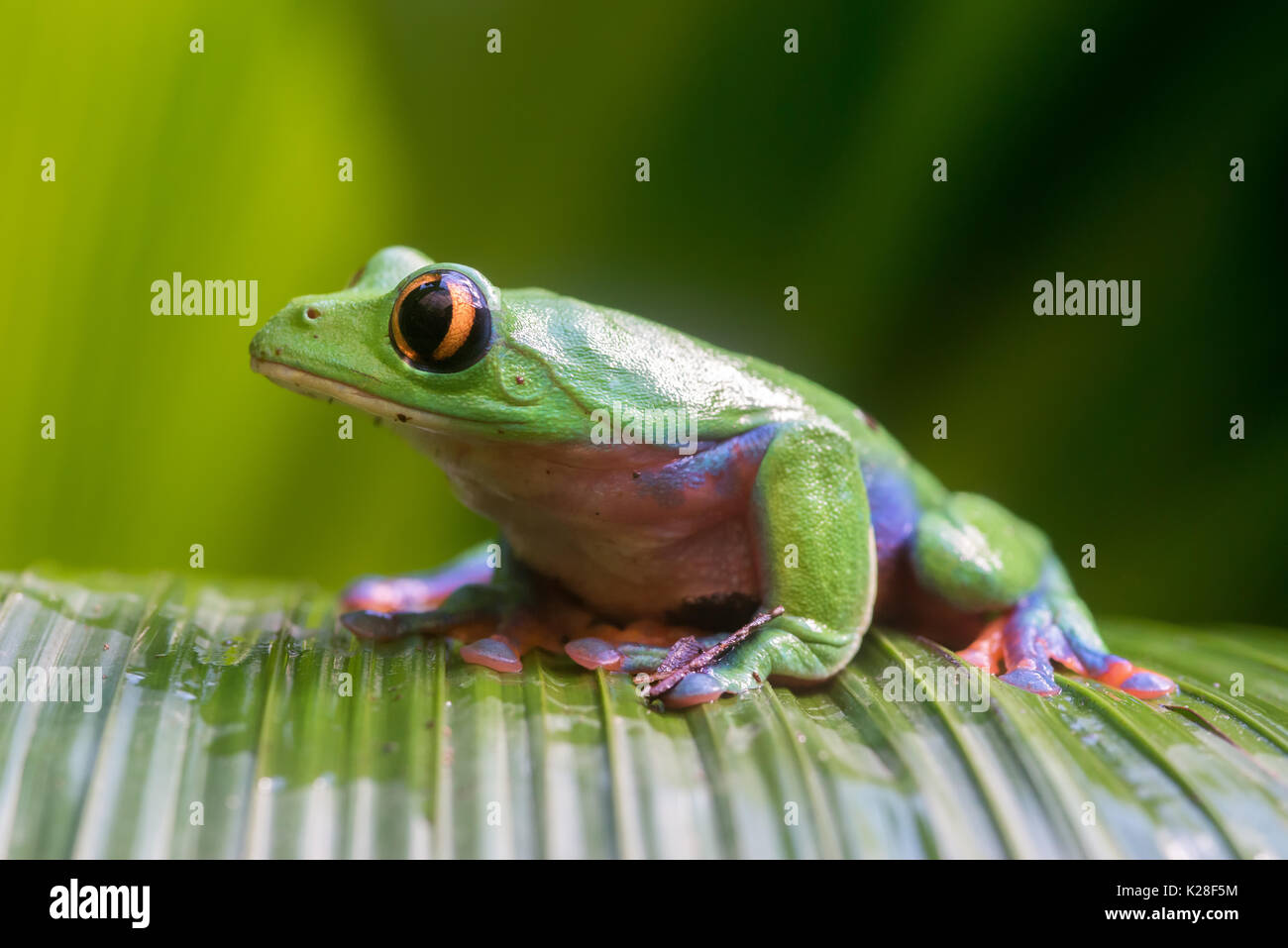 Golden-eyed Leaf Frog, “Agalychnis annae” from Costa Rica Stock Photo ...