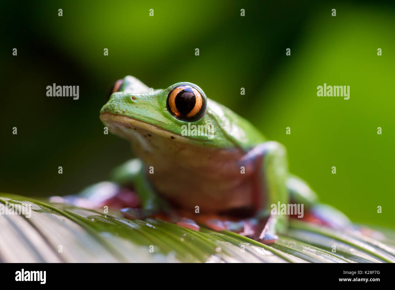 Golden-eyed Leaf Frog, “Agalychnis annae” from Costa Rica Stock Photo ...