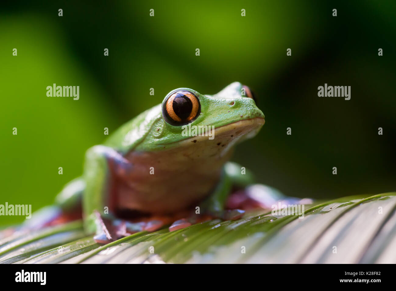 Golden-eyed Leaf Frog, “Agalychnis annae” from Costa Rica Stock Photo ...