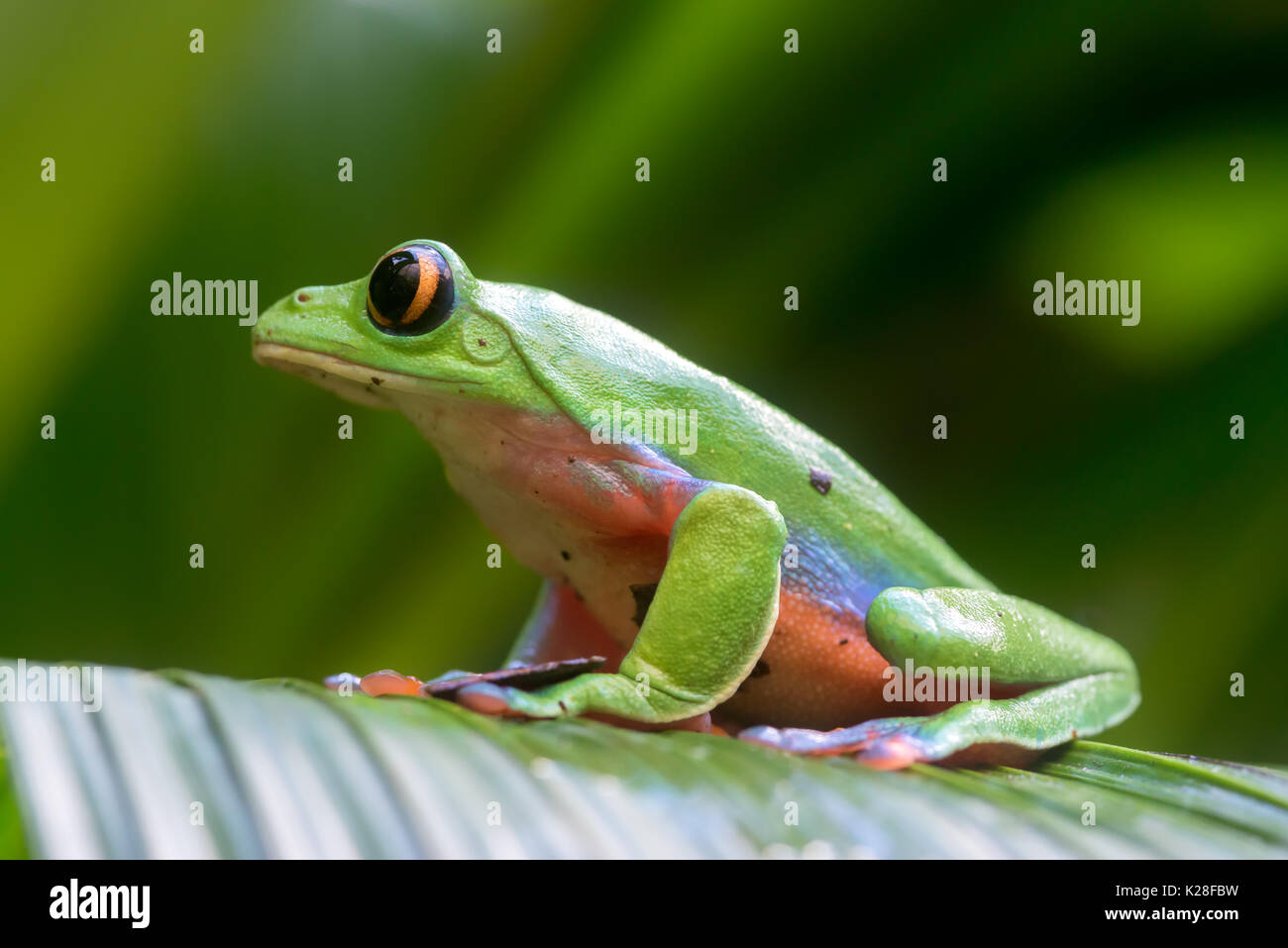 Golden-eyed Leaf Frog, “Agalychnis annae” from Costa Rica Stock Photo ...