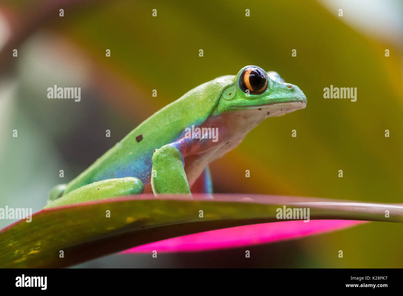 Golden-eyed Leaf Frog, “Agalychnis annae” from Costa Rica Stock Photo ...