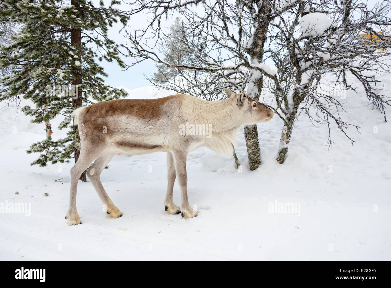 Baby reindeer hi-res stock photography and images - Alamy