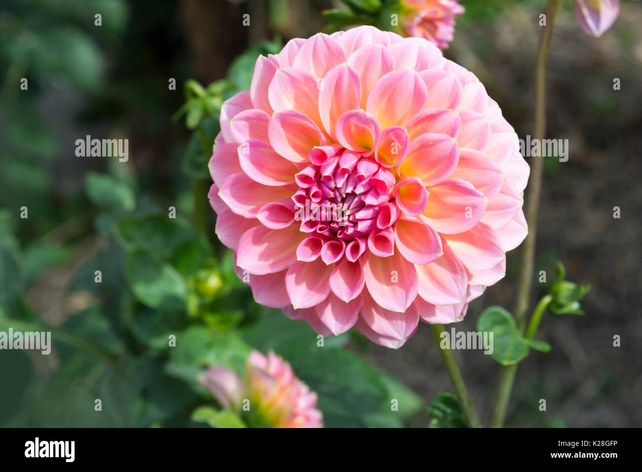 Pink Hillier Tanunda Dahlias growing in a natural garden setting ...