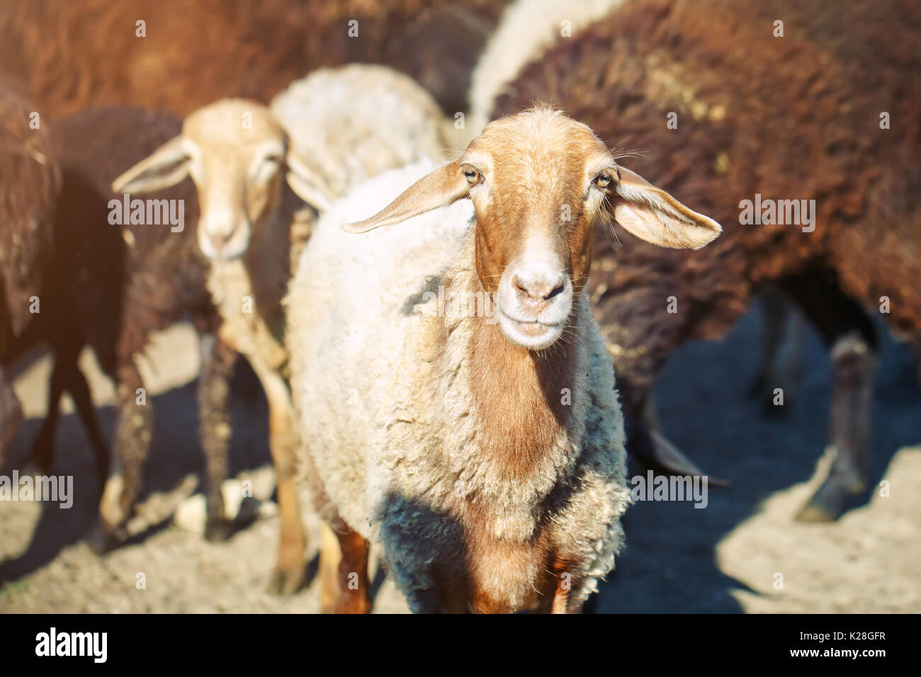 Livestock farm, herd of sheep Stock Photo - Alamy