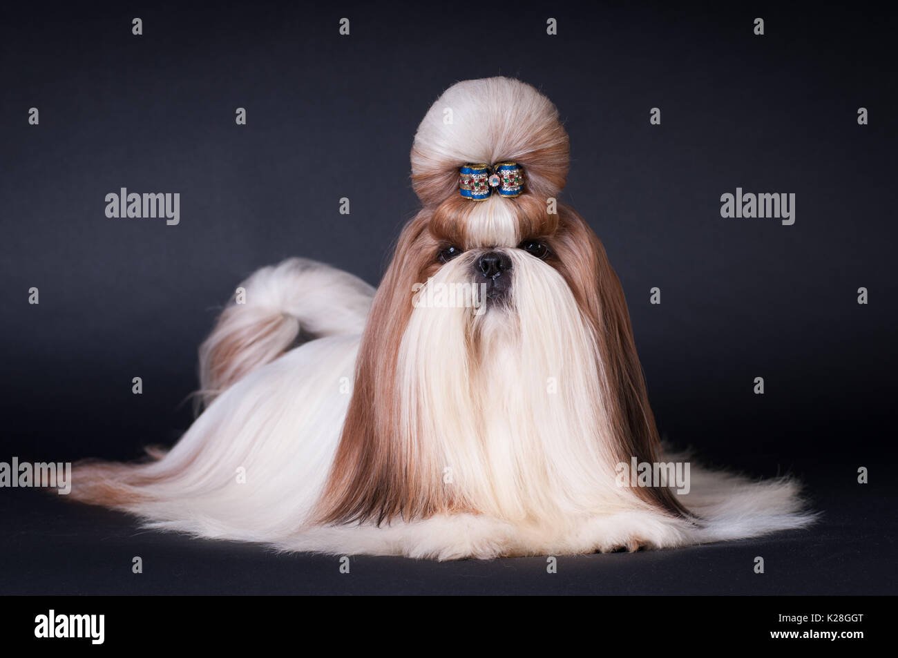 Shi tsu show class dog portrait at studio on black background Stock ...