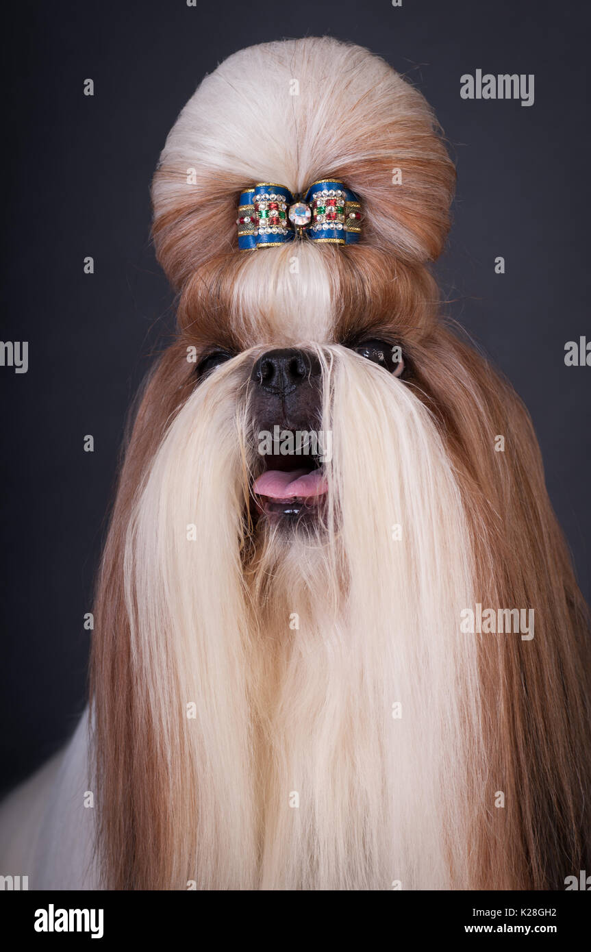 Shi tsu show class dog head closeup portrait at studio on black ...