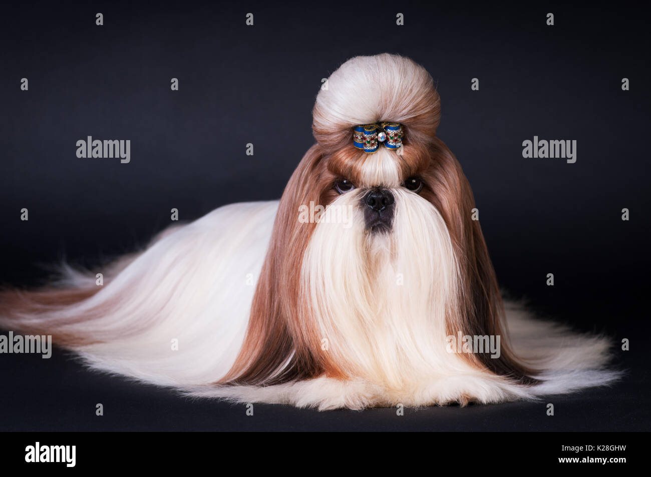 Shi tsu show class dog portrait at studio on black background Stock ...