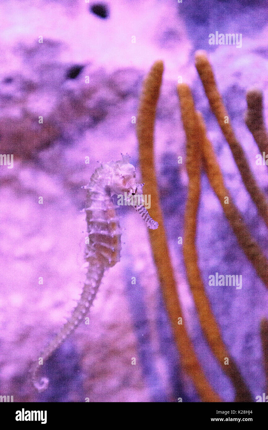 Zebra-snout seahorse Hippocampus barbouri numbers are decreasing in the ...