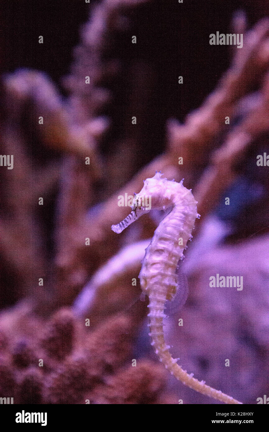 Zebra-snout seahorse Hippocampus barbouri numbers are decreasing in the ...