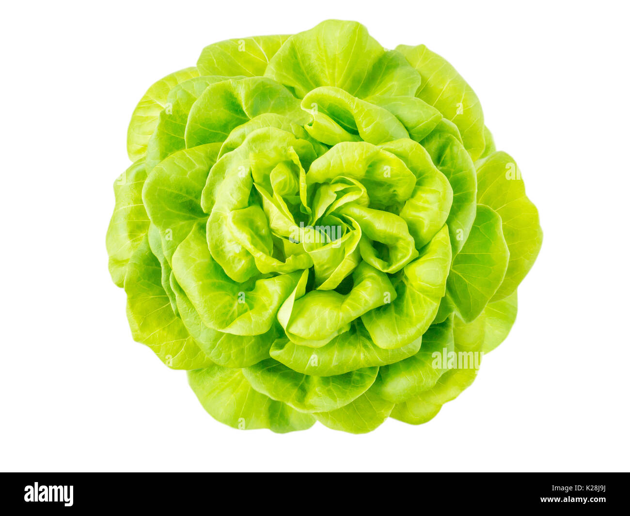 Lettuce salad rosette head top view isolated on white Stock Photo - Alamy