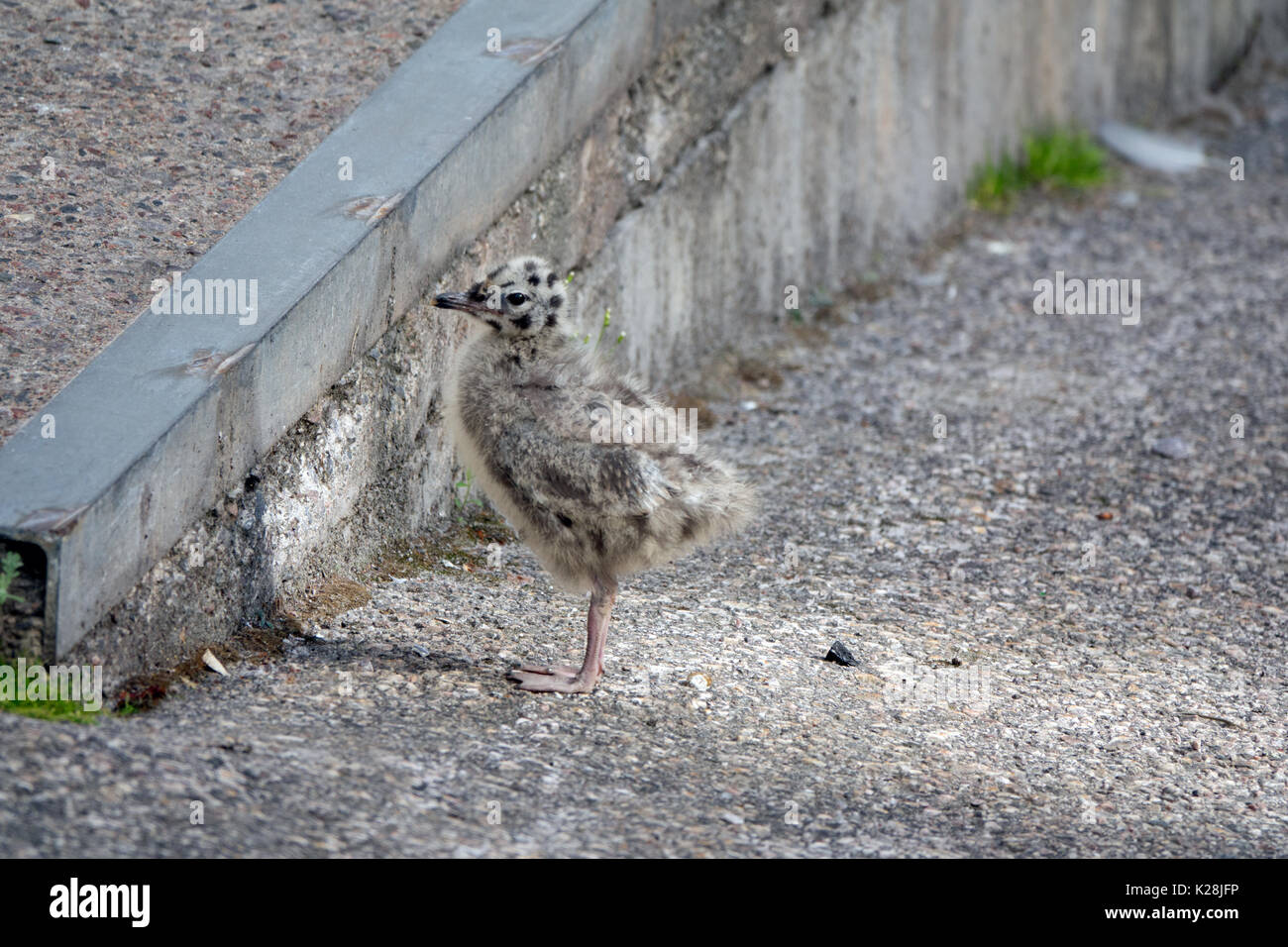 Common gull chick Stock Photo - Alamy