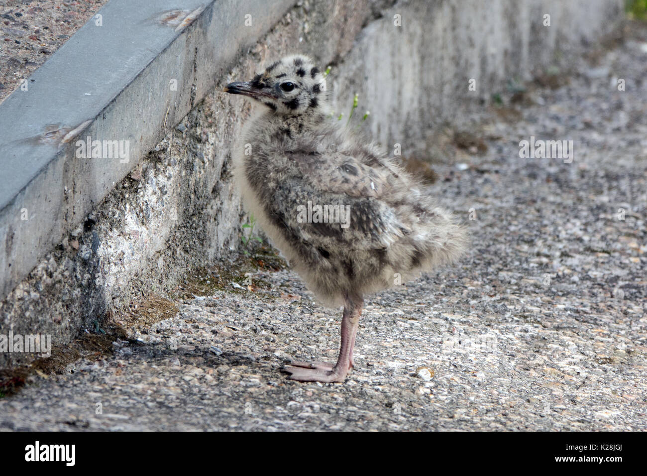 Common gull chick Stock Photo - Alamy