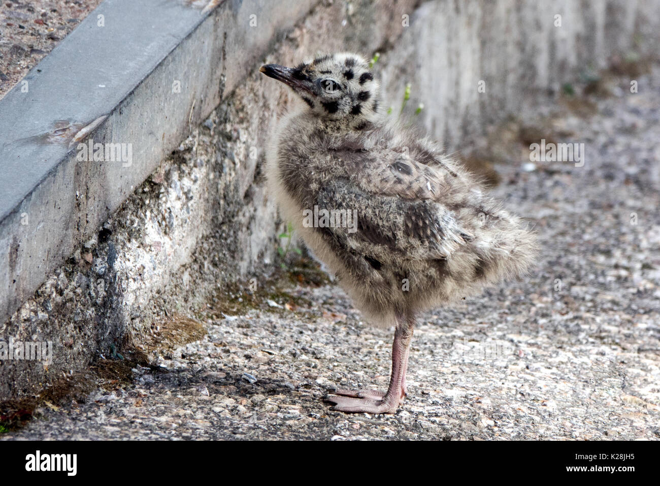 Common gull chick Stock Photo - Alamy