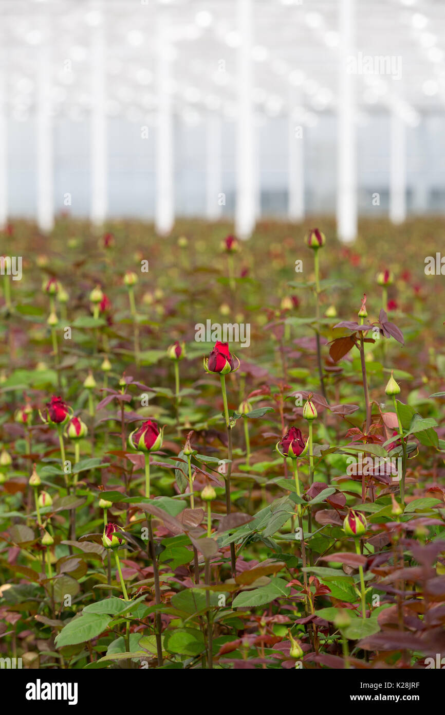 Roses plantation hi-res stock photography and images - Alamy