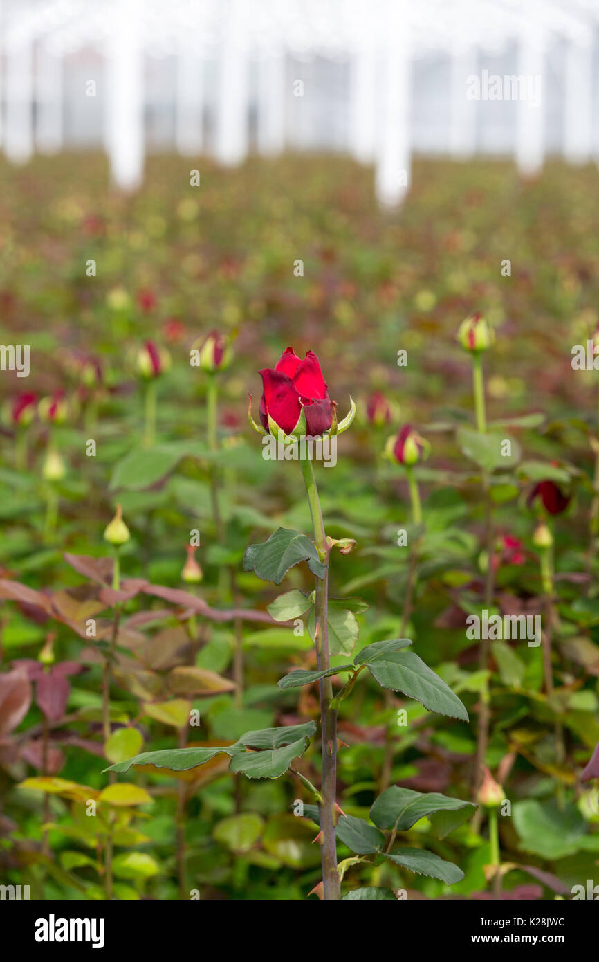 Field of red roses hi-res stock photography and images - Alamy