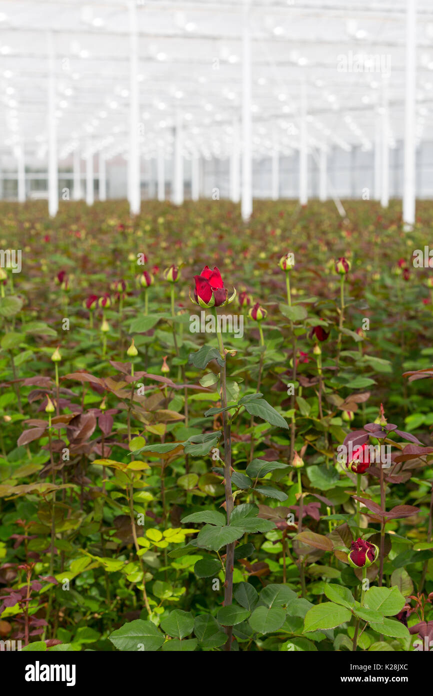 Field of red roses hi-res stock photography and images - Alamy