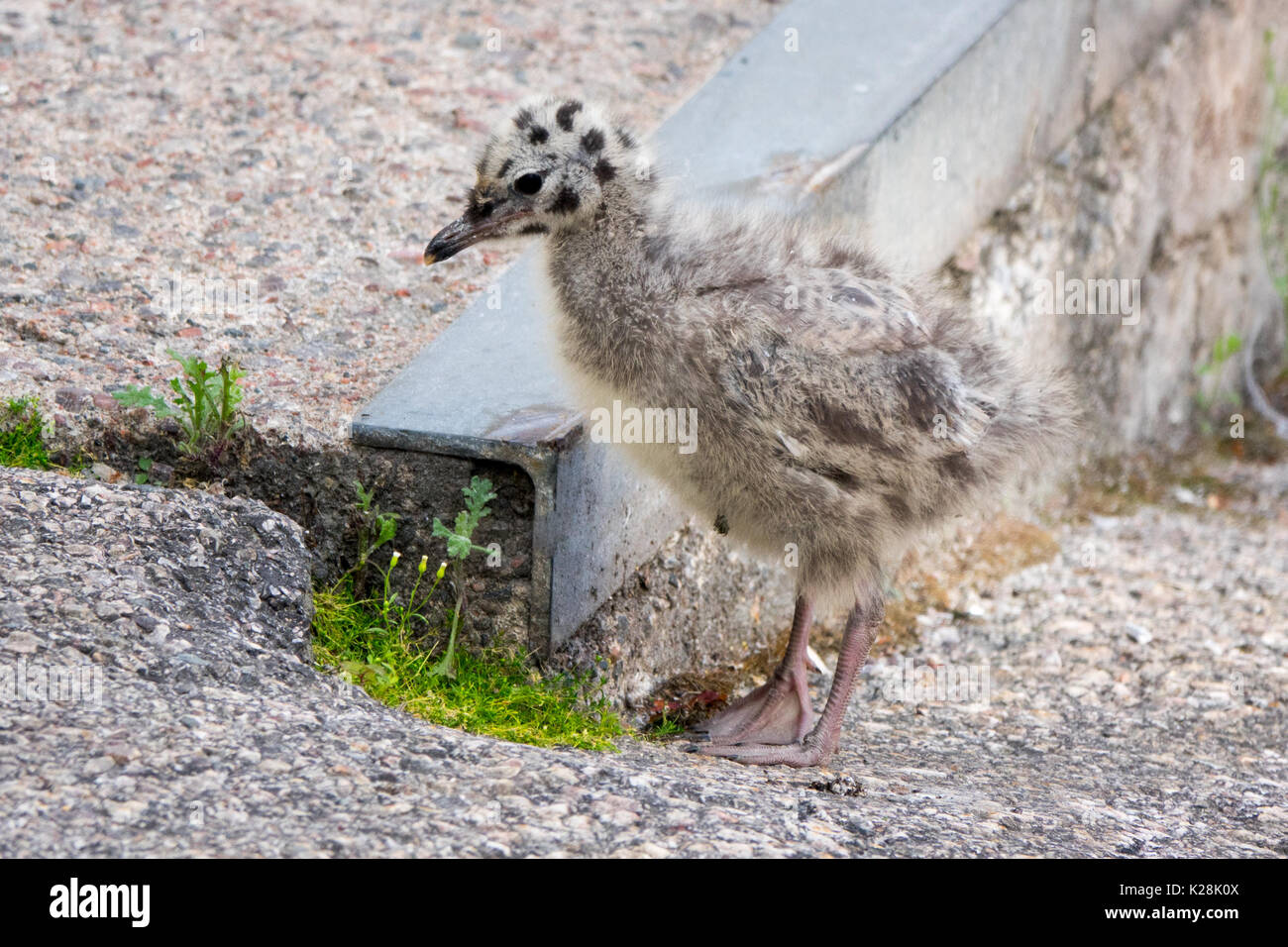 Common gull chick Stock Photo - Alamy