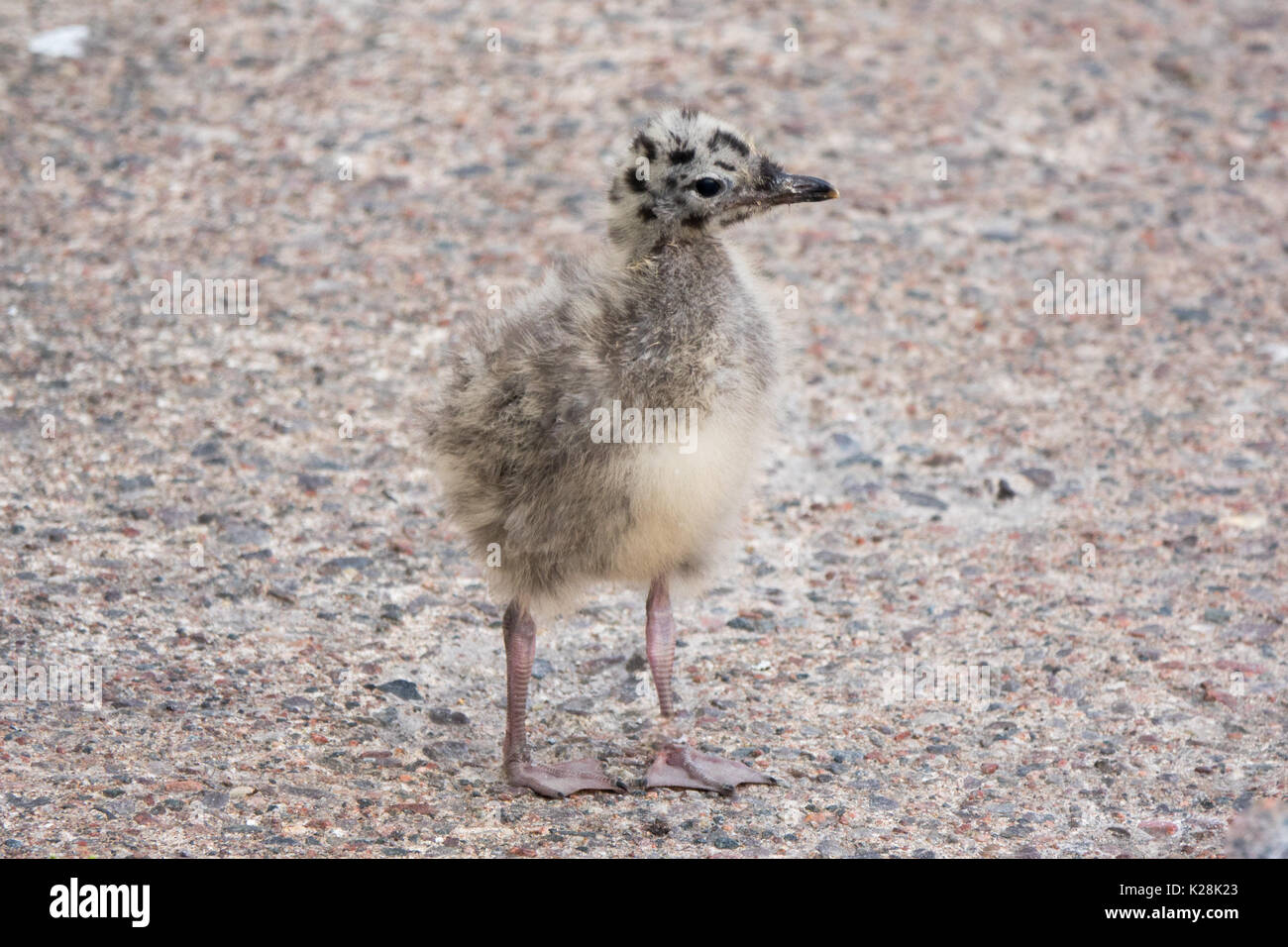 Common gull chick Stock Photo - Alamy
