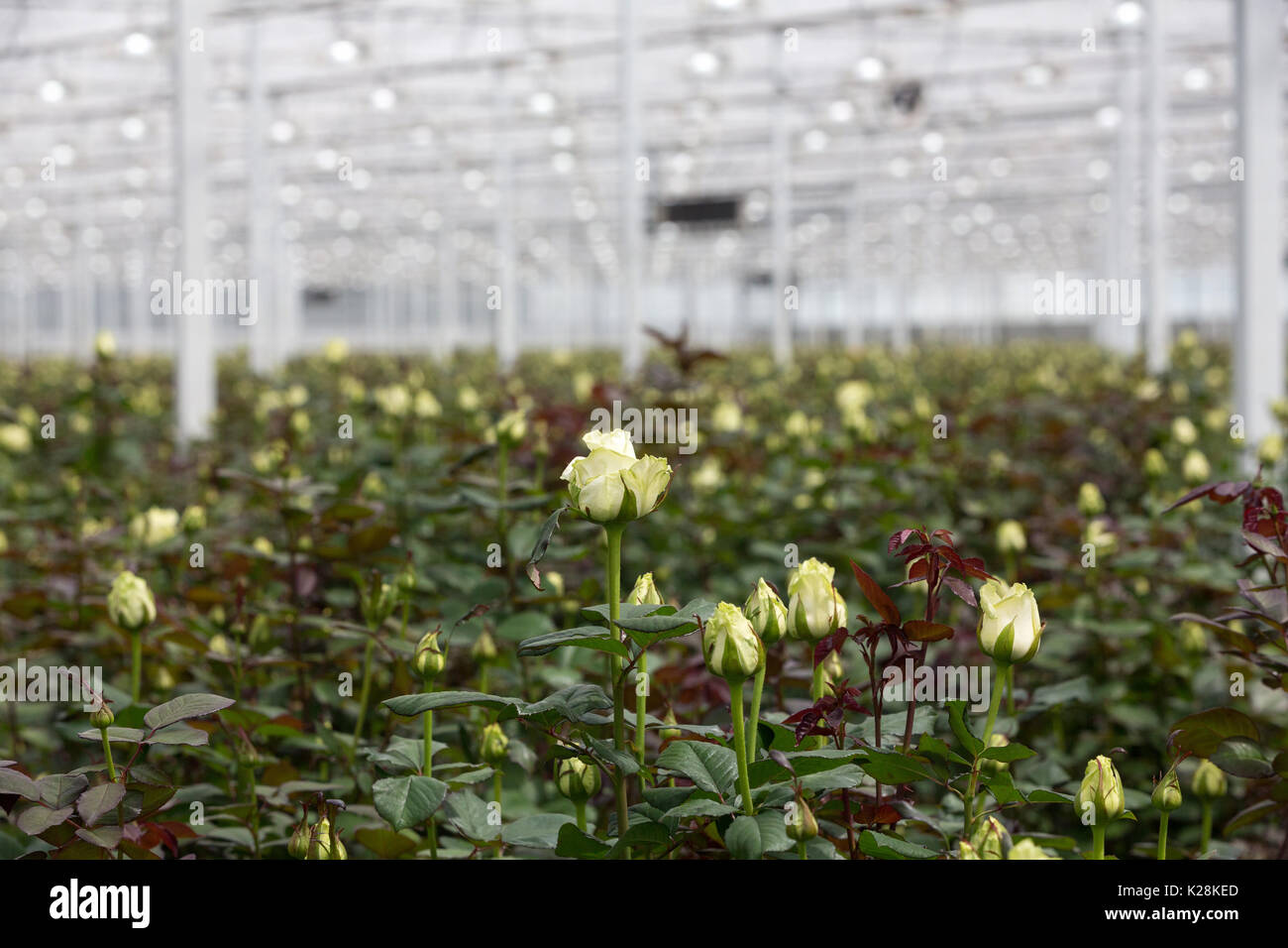 Greenhouse rose farming hi-res stock photography and images - Alamy