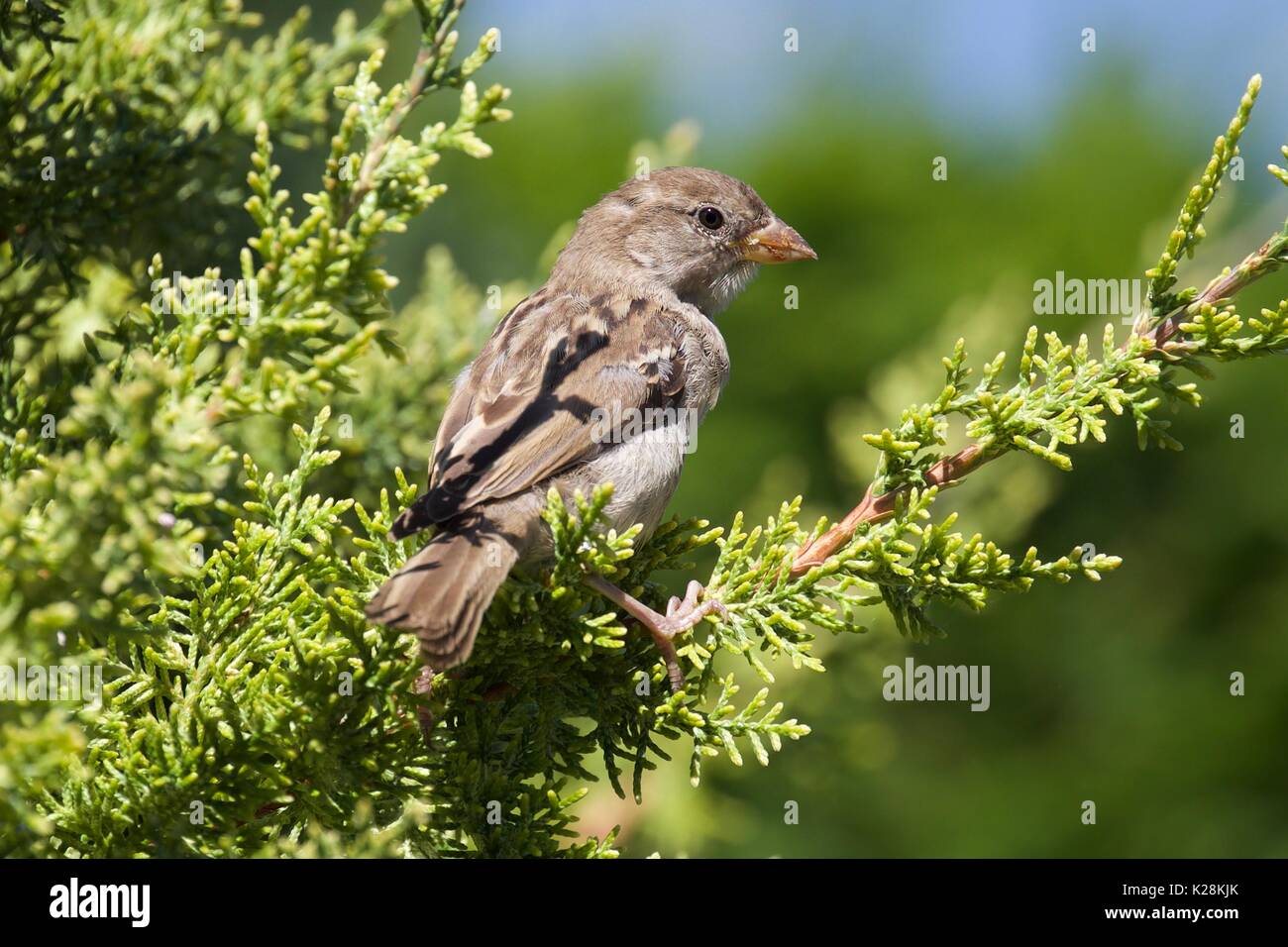 House Sparrow perched on a tree Stock Photo - Alamy