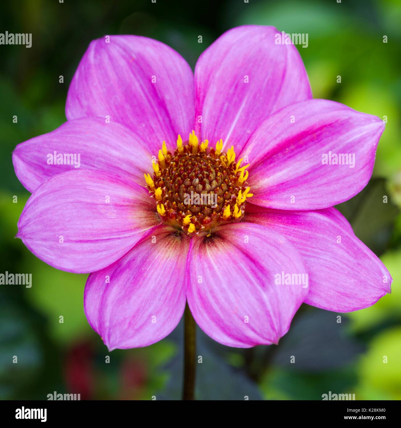 Dahlia pink perfection hi-res stock photography and images - Alamy