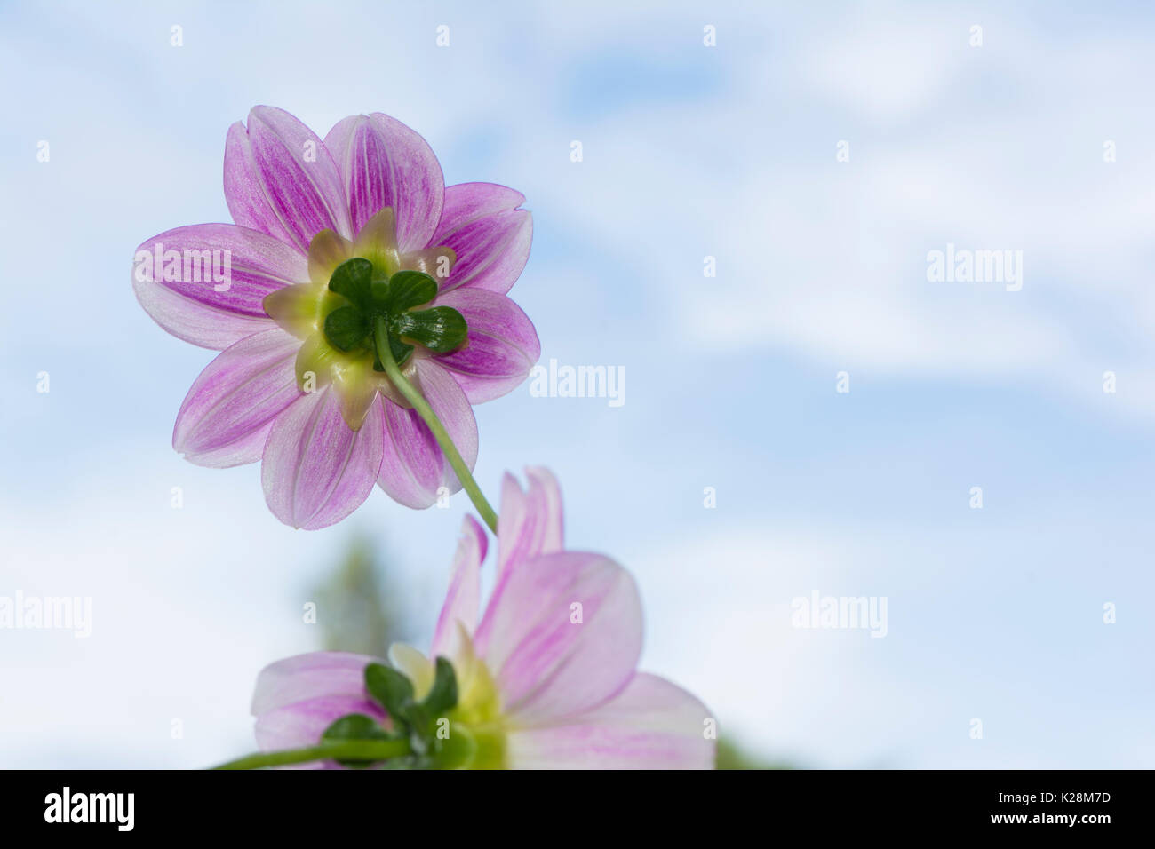 Rear view of flowers hi-res stock photography and images - Alamy